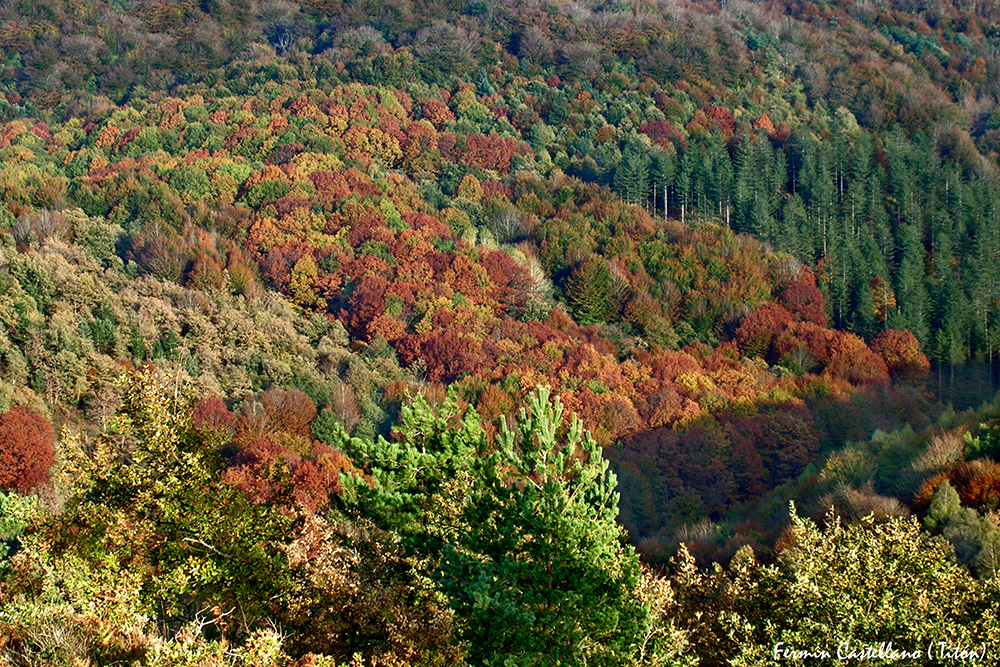 ASILVESTRAO: EL COLOR DEL BOSQUE