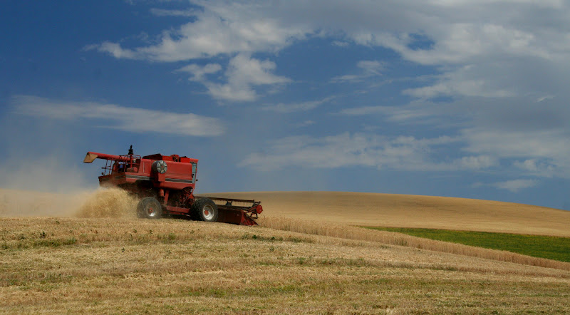 Walla Walla Ponderings: August 2012
