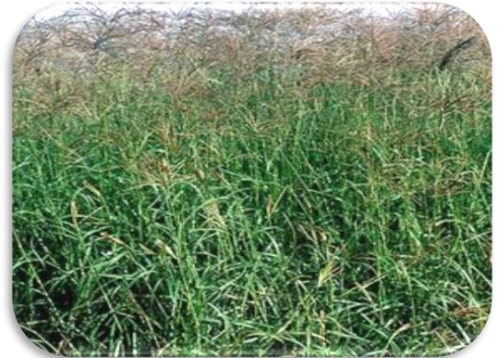 Rumput Rhodes (Chloris gayana)