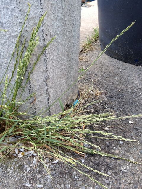 Flore d'Ajaccio: Ray-grass anglais - Lolium perenne