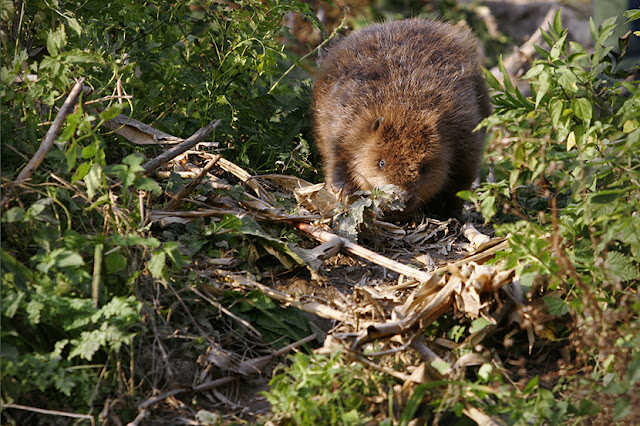 DABAR / BEAVER /-Branu grade da bi podigli nivo vode u jezeru ili u ...