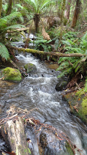 Back To Nature:: Toorongo Falls - Baw Baw NP - VIC