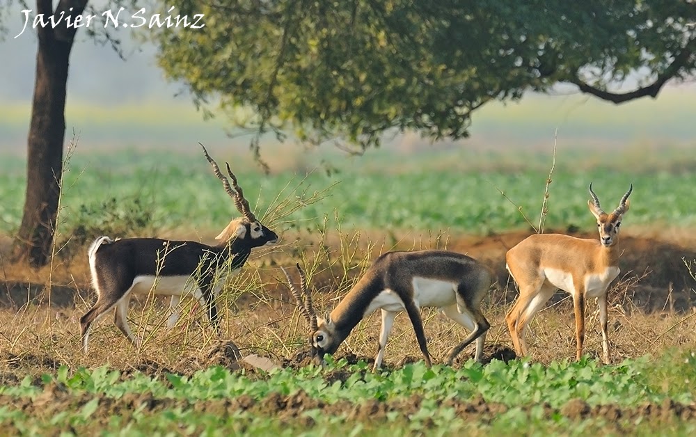 Fauna y fotografía: ANTÍLOPE NEGRO, Antilope cervicapra