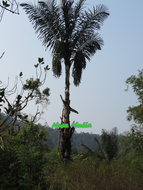 warna warni hidupku..............: Pokok Kabung / Aren