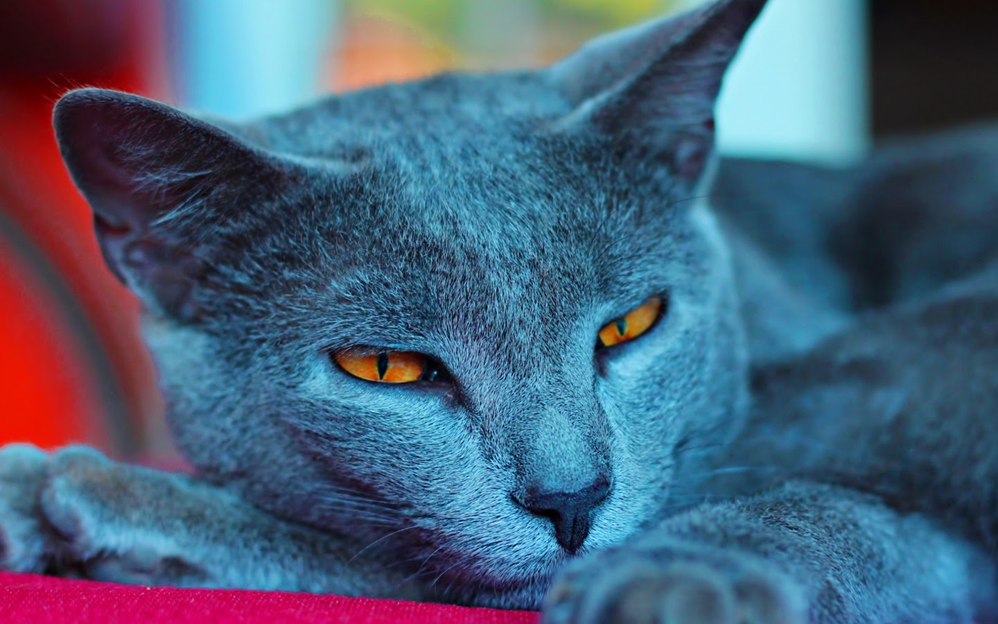 Mon Chartreux HD Wallpapers Download | hd widescreen wallpapers
