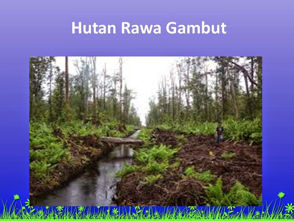 Ekositem Hutan Rawa Gambut: TUGAS EKOLOGI TUMBUHAN HELDA ARIANTI 6B NPM ...
