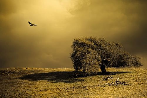 Amazing Fine Art Photography by Diane Varner art pics - Art pics ...