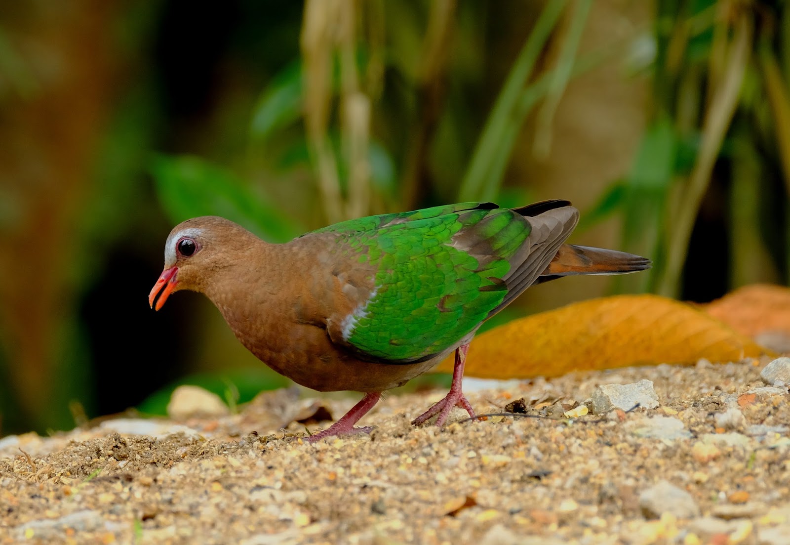Mike is the name Birding is the game ( Birding in Malaysia - Malaysian ...
