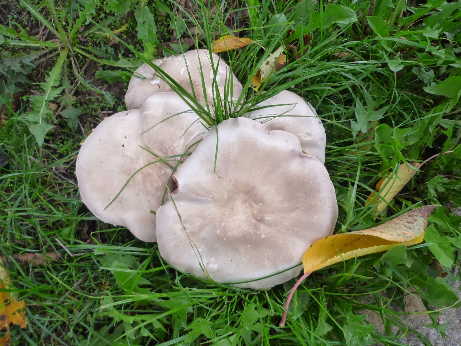 Le blog de Cathnounourse: les champignons du jardin
