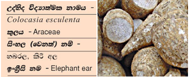 AGRICULTURE: Local potato varieties --- SRI LANKA