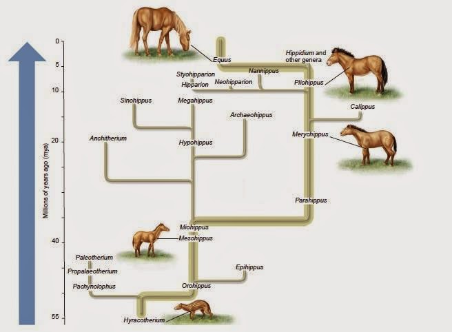 Equine knowledge: Horse Bowl The Origin of the Horse