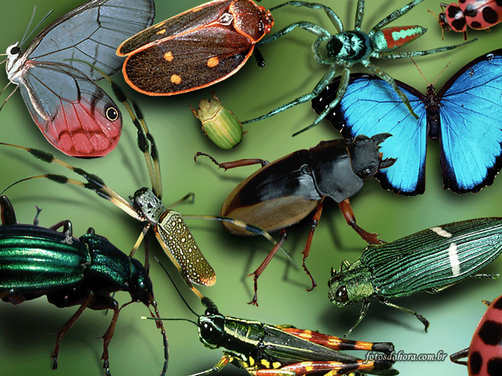 BiorOrbs: Insetos como Indicadores Ambientais