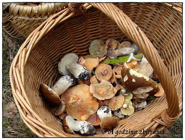 Katerina&Kuchnia: MARYNOWANE GRZYBY LEŚNE- MAŚLAKI, RYDZE, PRAWDZIWKI ...