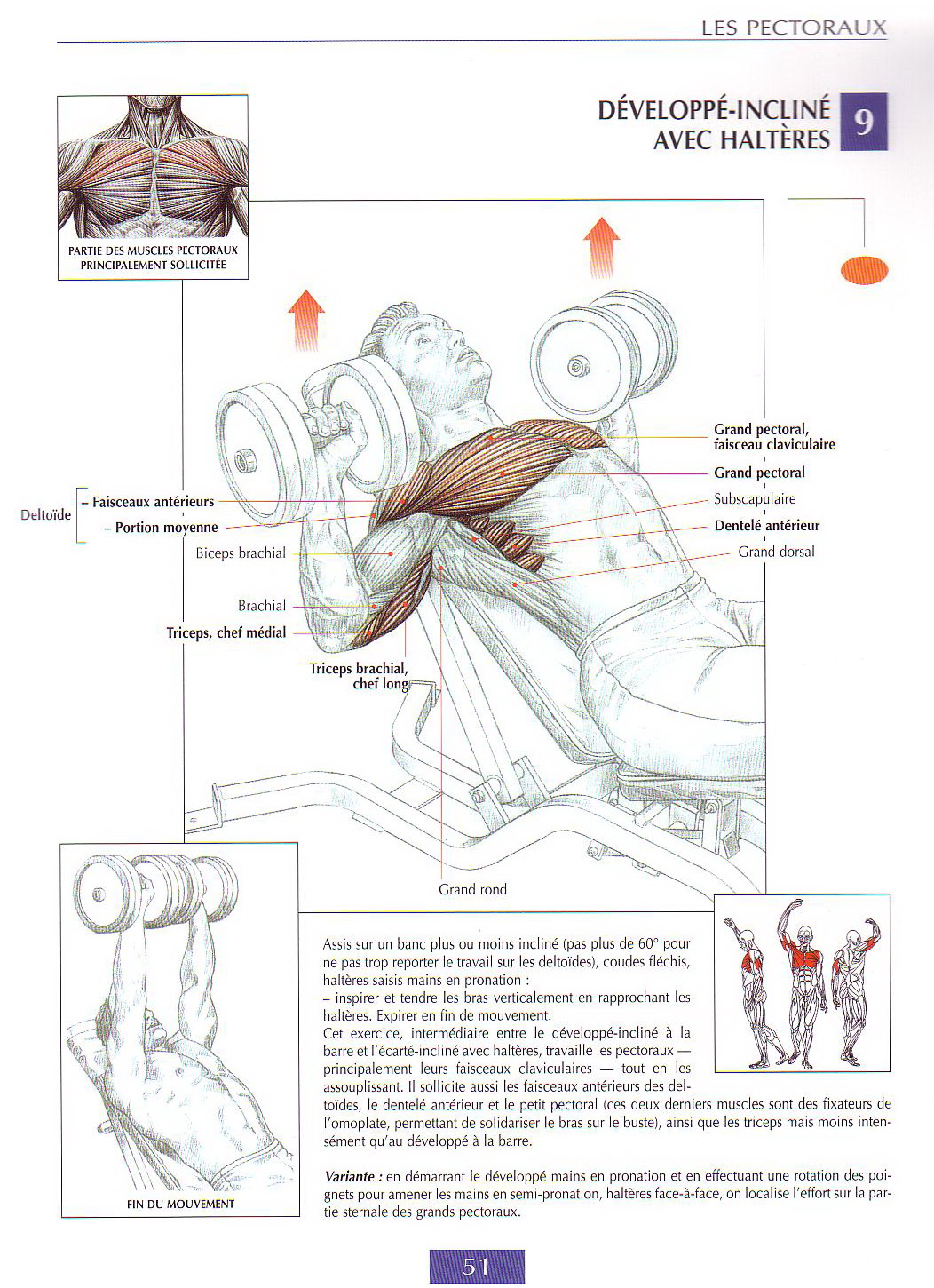 BEST chest workouts | guide de musculation