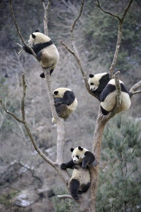 Natural Scene, Panda Take Rest in the Tree | Most Beautiful Images