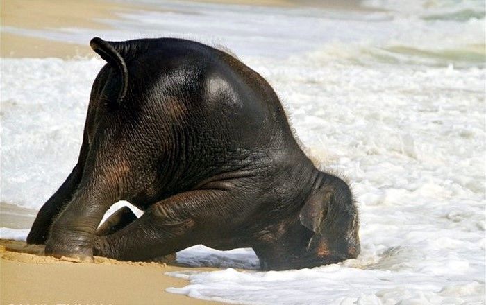 naturalacts: Elephant Playing in the Waves