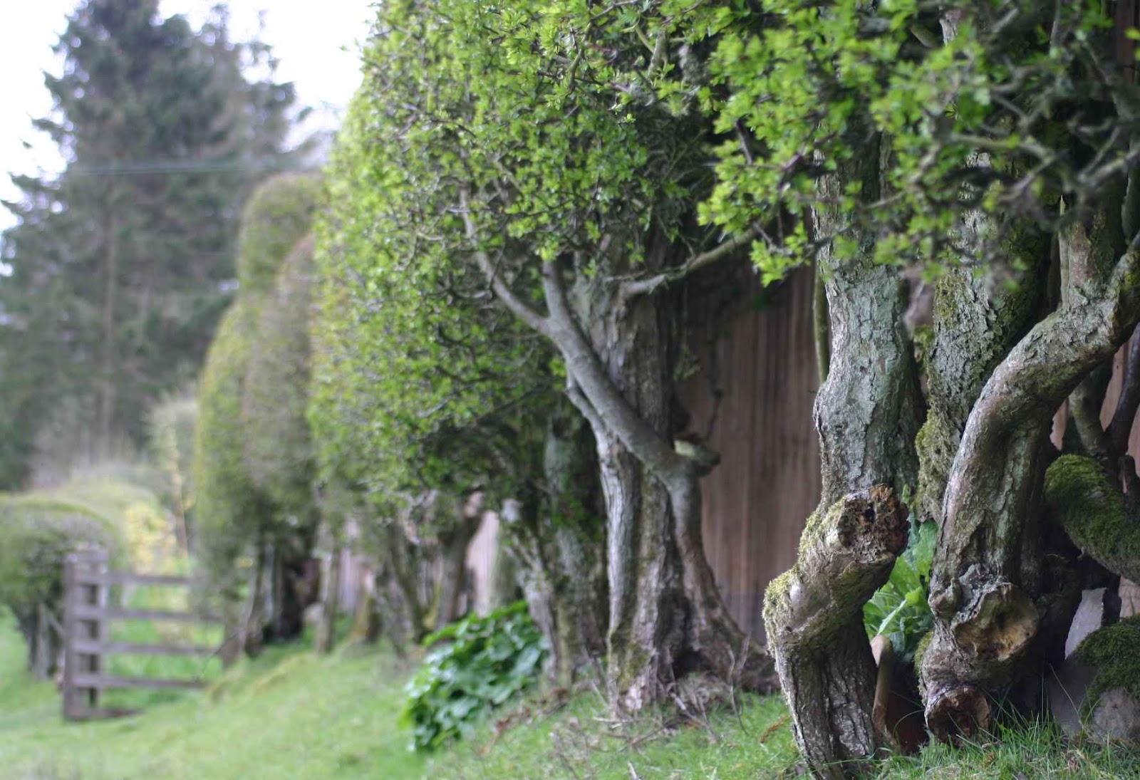 Jennifer Tetlow - Stone Sculpture Journal: Old Hawthorn