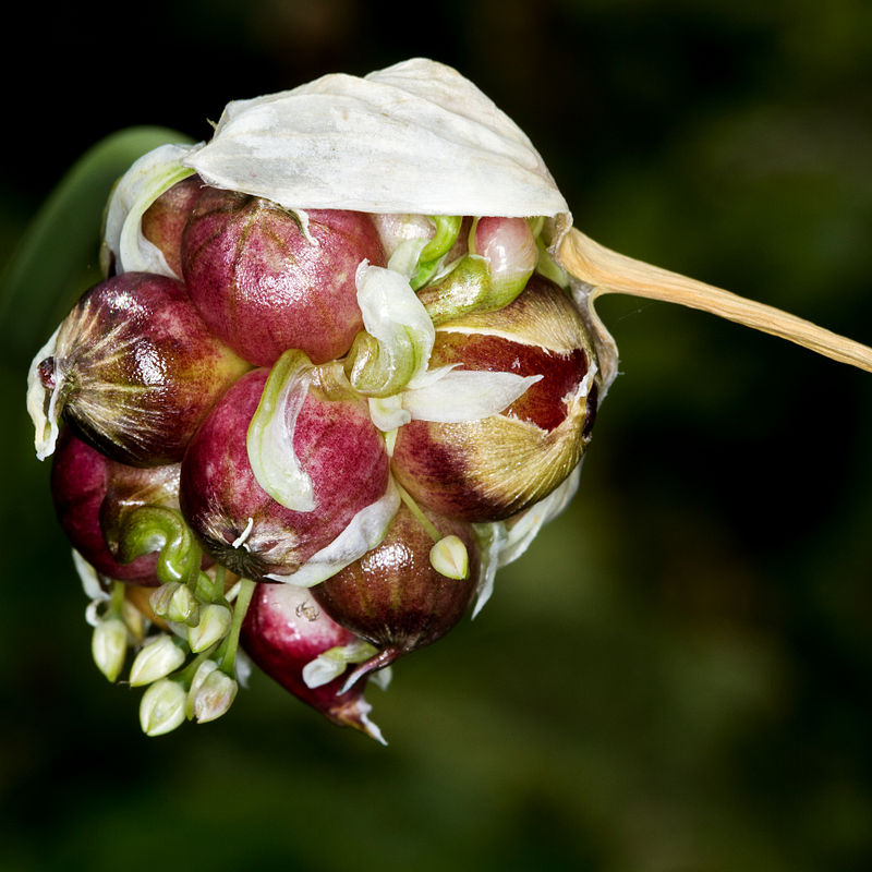 MALINALLI · herbolaria médica: AJO, garlic · Allium sativum