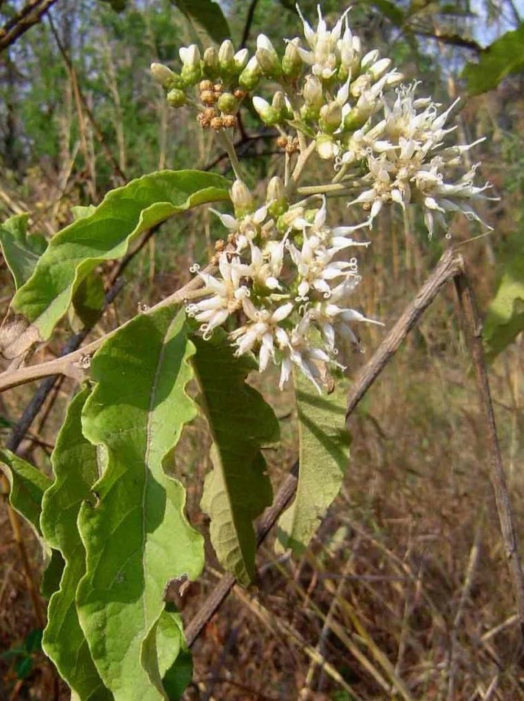 20 Vernonia Amygdalina Bitter Leaf Medicinal Plants - Medicinal Plants Reference-jt0