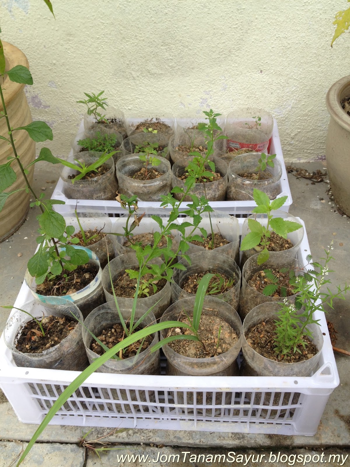 Jom Tanam Sayur ( JTS ) : Jom Tanam Sayur - Rumput Rumpai di Halaman ...