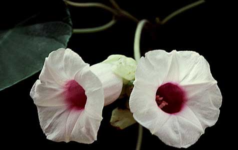 Plantas Mágicas: Hawaiian baby woodrose