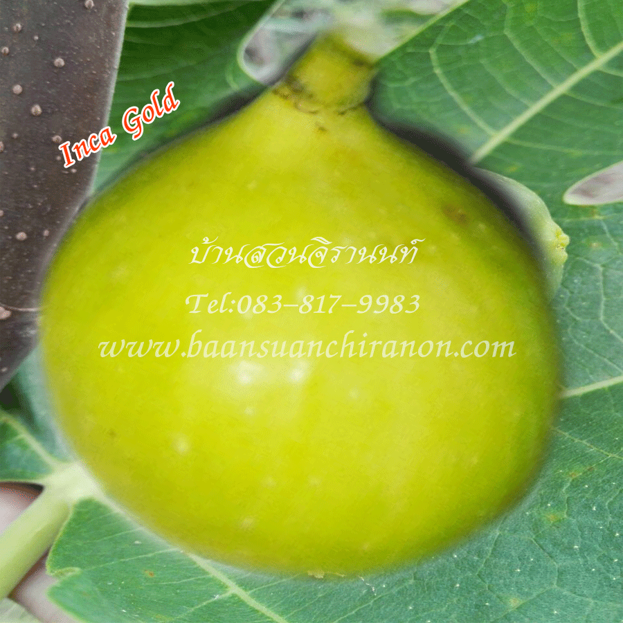 Inca Gold Fig - Var Tin