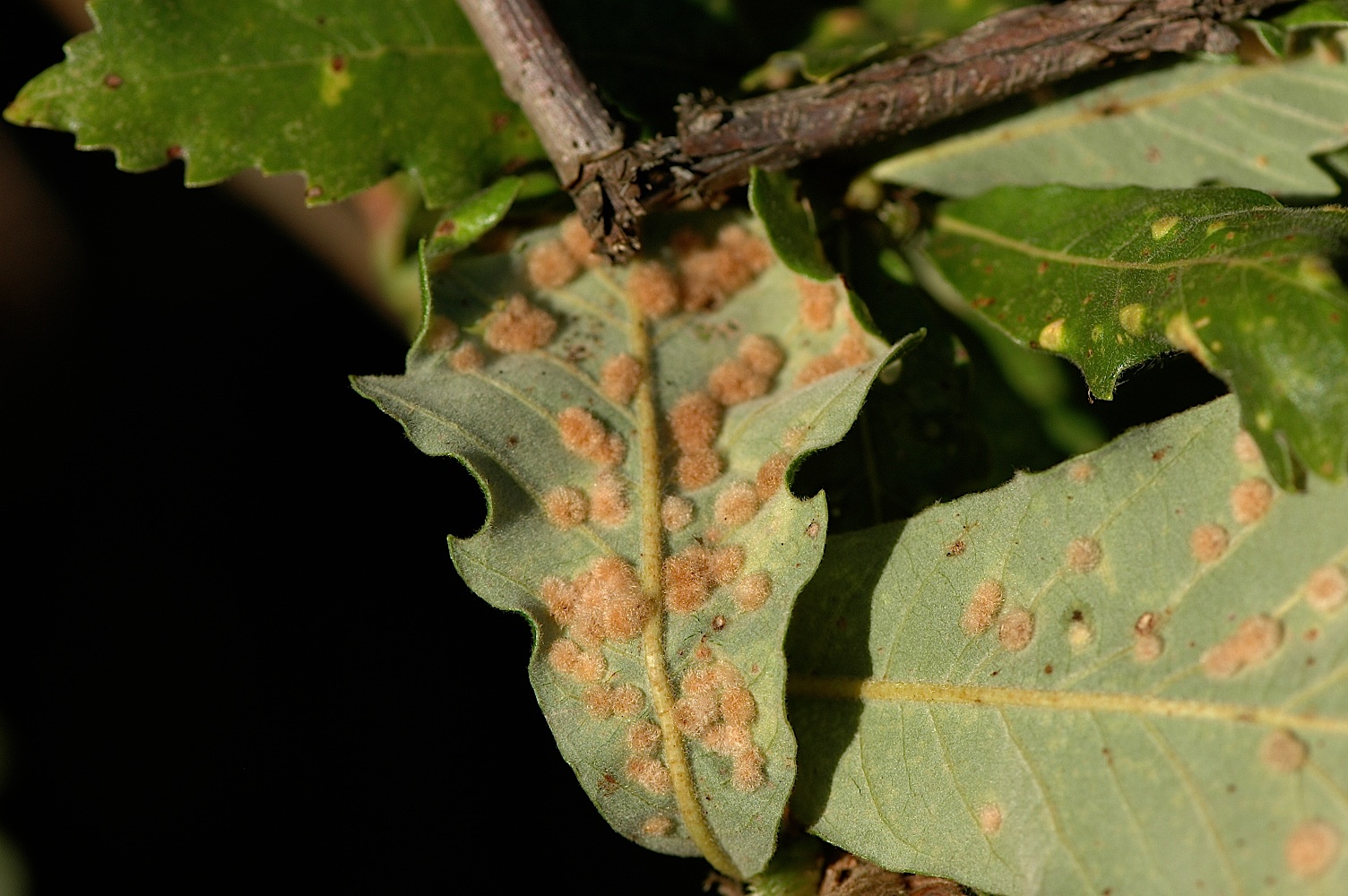 Field Biology in Southeastern Ohio: Plant Galls part 2