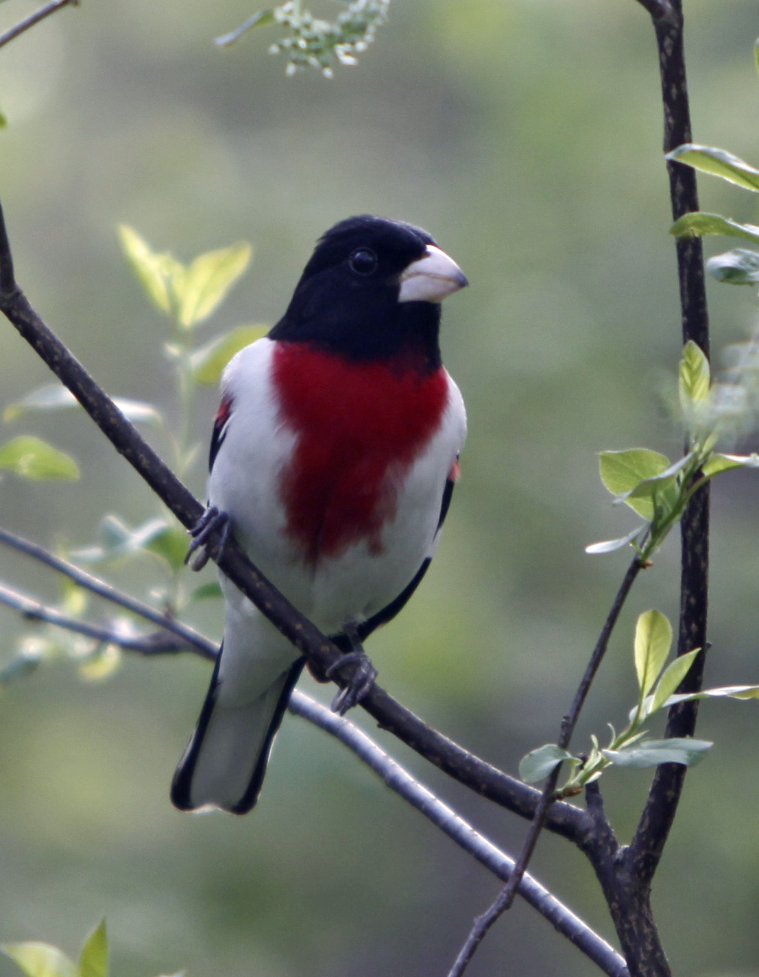 Photos By Catherine New Jersey Bird Photos