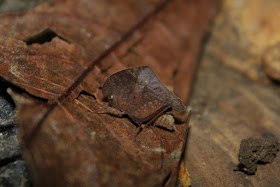Real Monstrosities: Lessons of Life & Death. From Grasshoppers.
