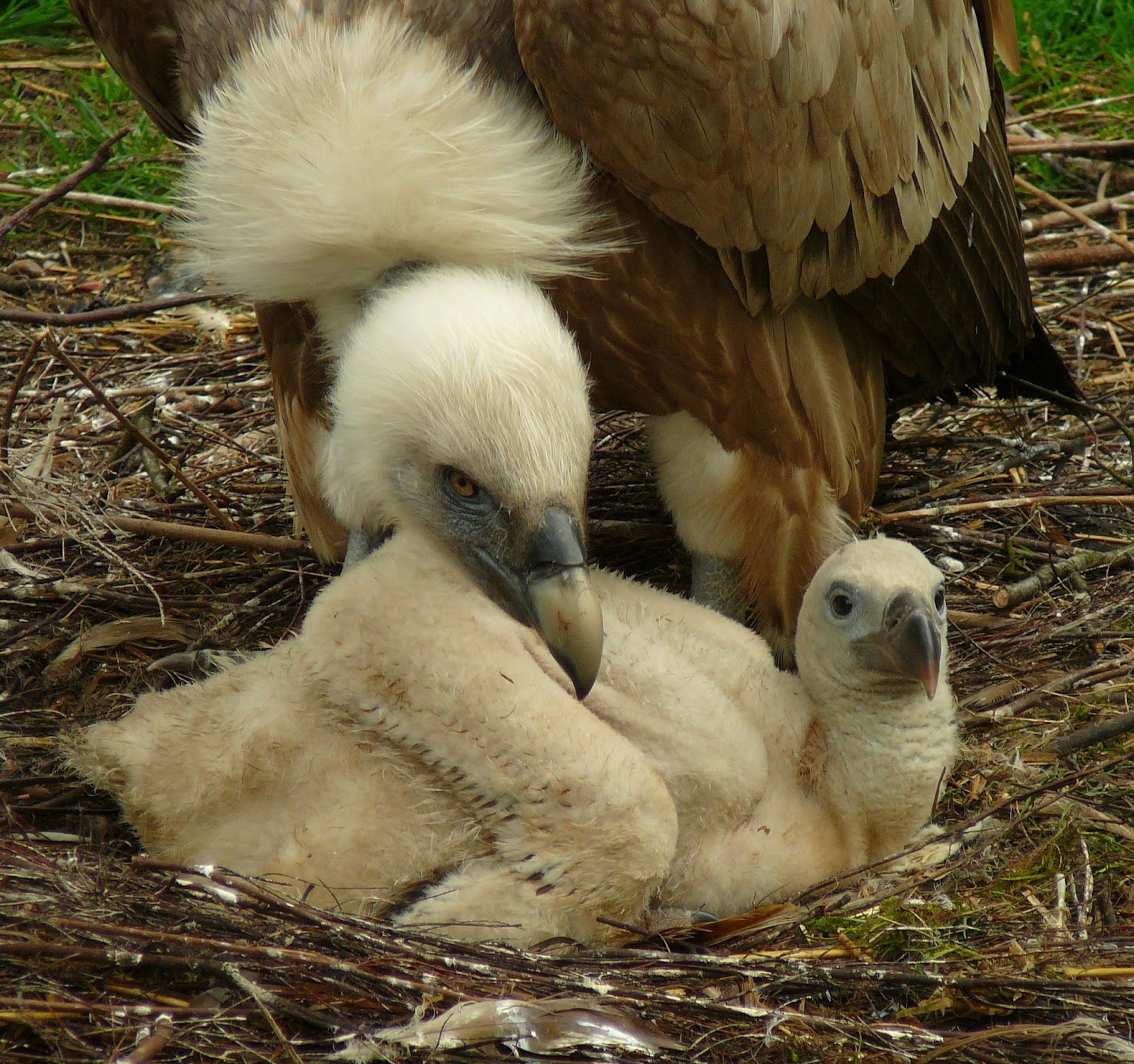 Fascinated by Vultures: 30 days old Eurasian Griffon Vulture chick