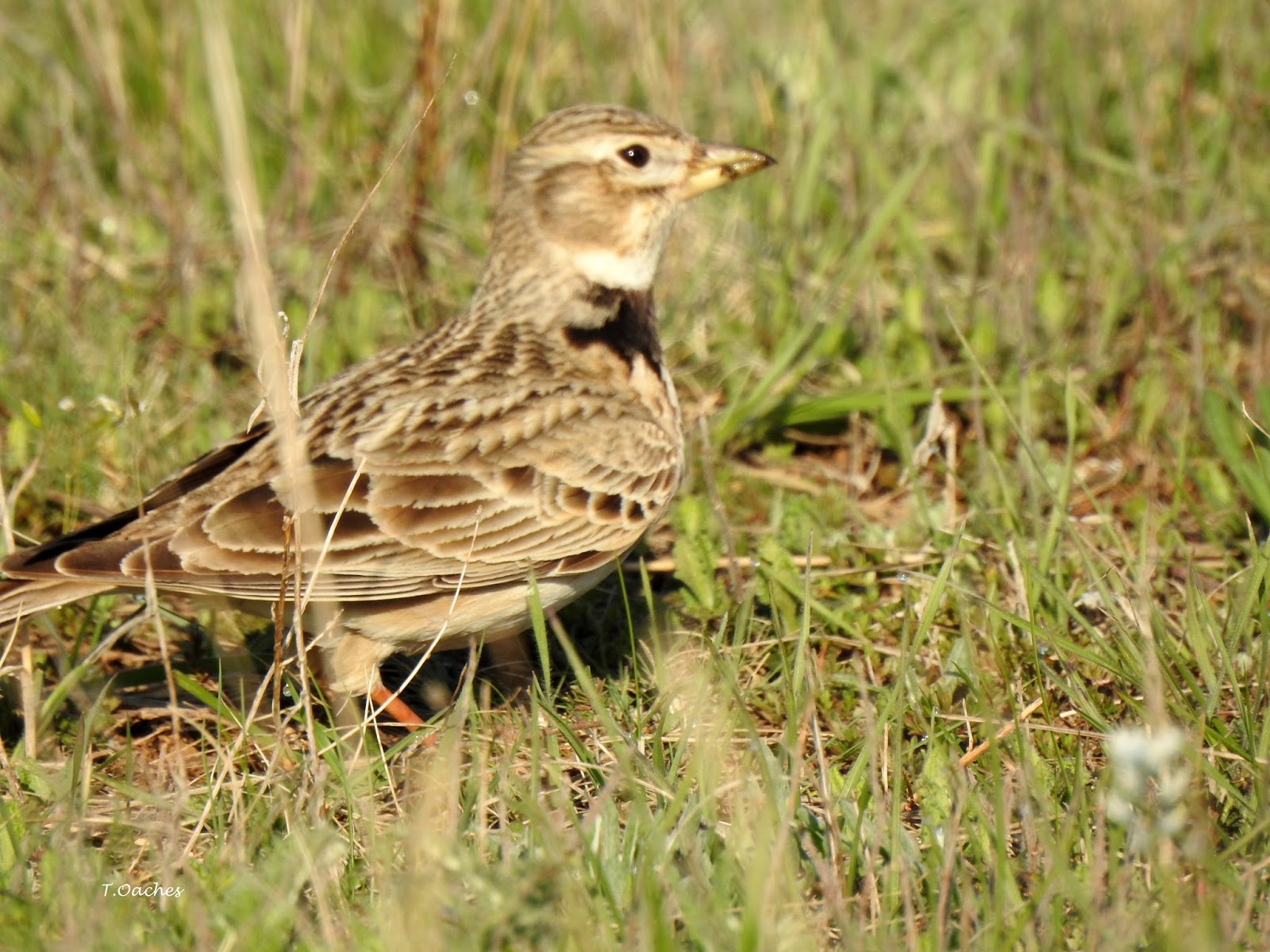 PASARI DIN ROMANIA: CIOCARLIE DE BARAGAN, Melanocorypha calandra
