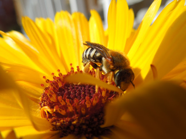 MOSCA ABEJA - BOTÀNIC SERRAT