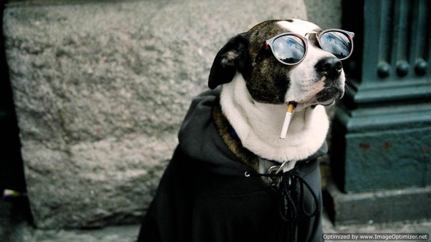 Top 10 Funny Animal Smoking Pictures | Funny Collection World