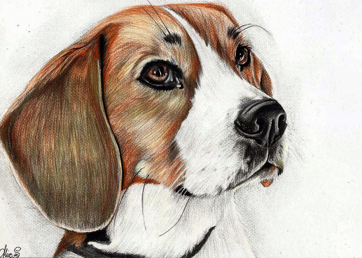 Alice draws-" Alicja w krainie rysunku ": listopada 2014