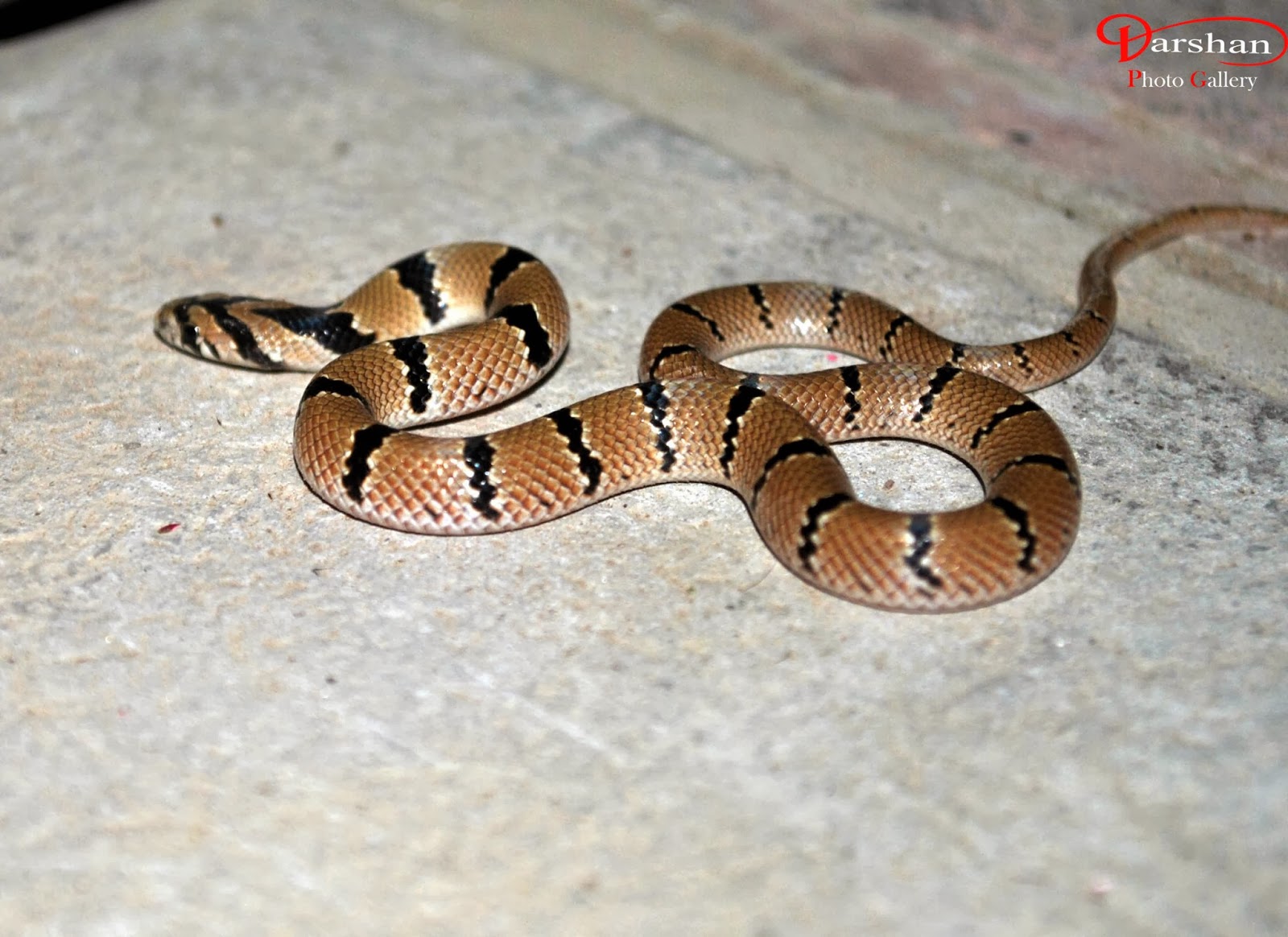 Darshan Photogallery: kukri snake