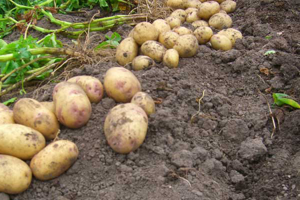 Aardappelen rooien: Advies & tips bij het oogsten | Aardappel Blog