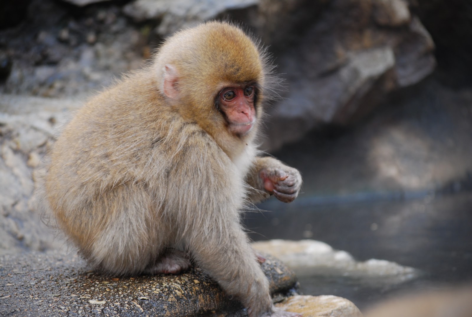 Japan Journal: Snow Monkeys, the Japanese "Alps" and Onsen