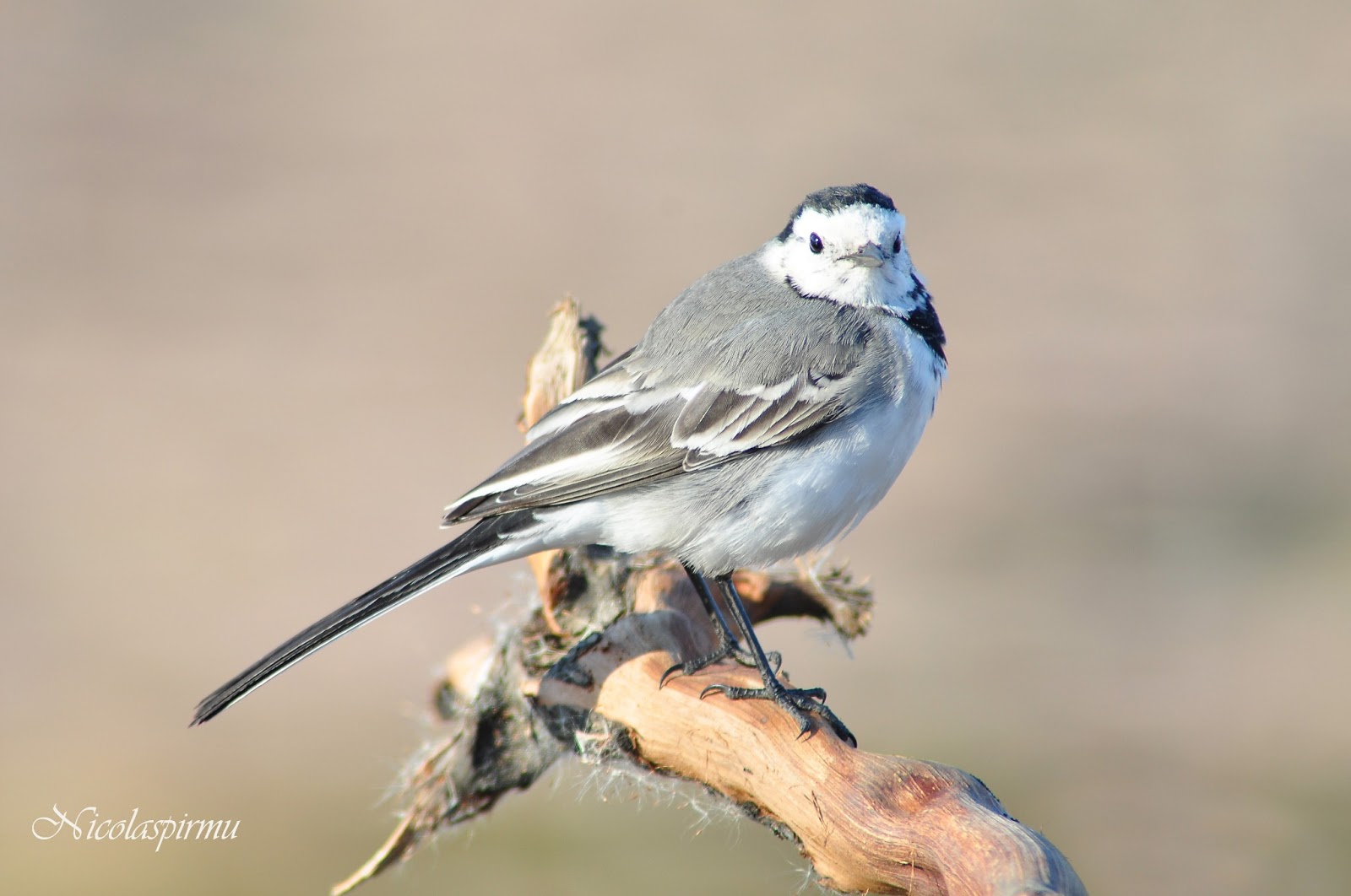 ALADOS_EXTREMADURA_NATURAL: LAVANDERA BLANCA ( Motacilla alba )