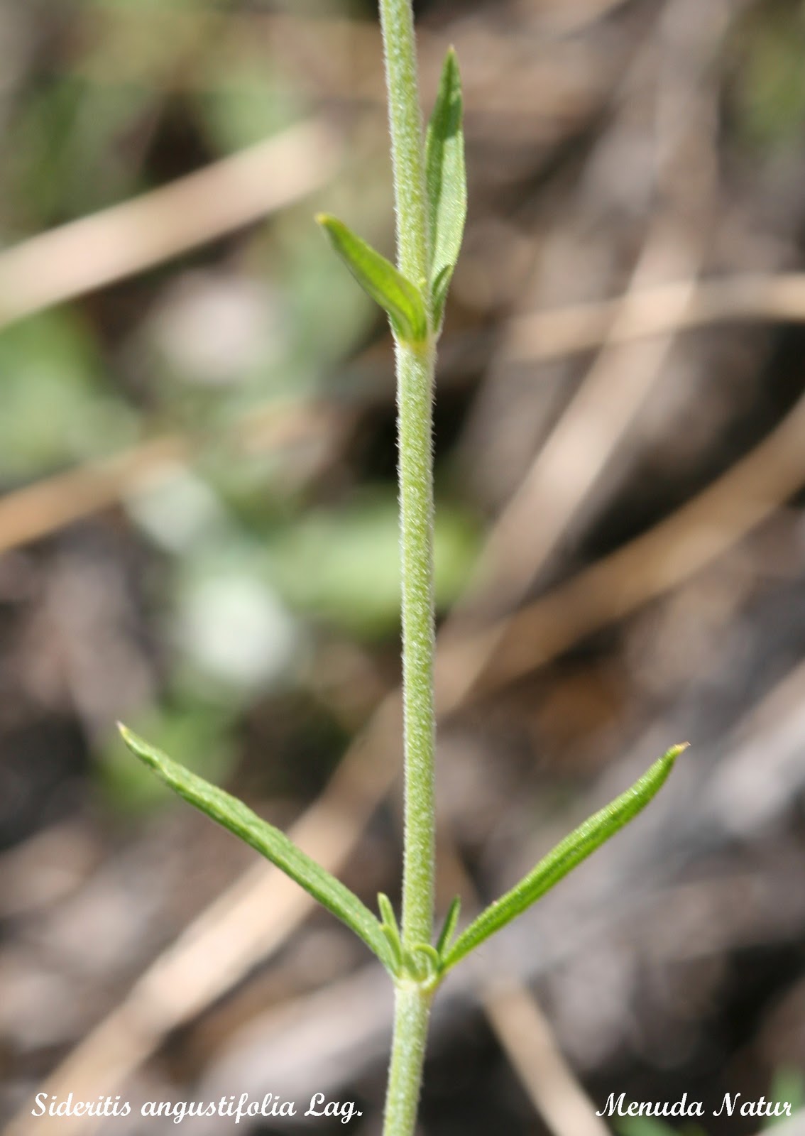 Menuda Natura: Sideritis angustifolia Lag. subsp. angustifolia