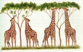 Microevolución: Teoría de Darwin