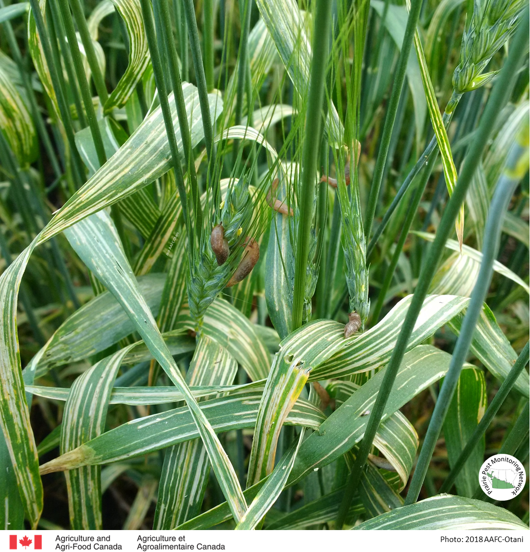 Prairie Pest Monitoring Network Blog: Slugs on wheat (Aug 23, 2018; Wk 16)