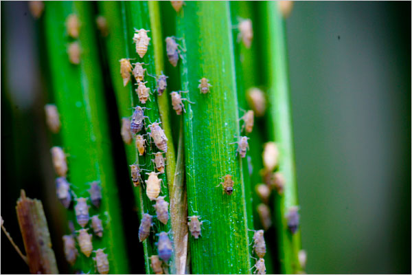 Plant Protection: Wereng Batang Coklat (Nilaparvata lugens Stal)