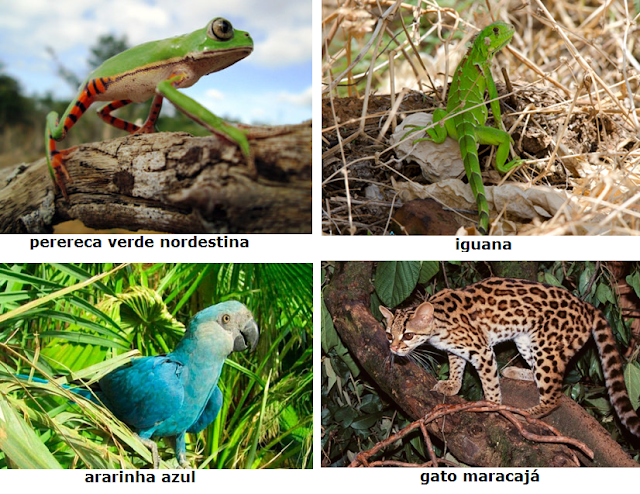 BIBOCA AMBIENTAL : A BELEZA DA NOSSA CAATINGA