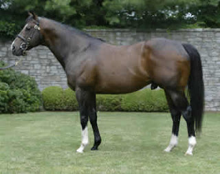 Springstone Horses: When They Say a Sire "Stamps" His Progeny