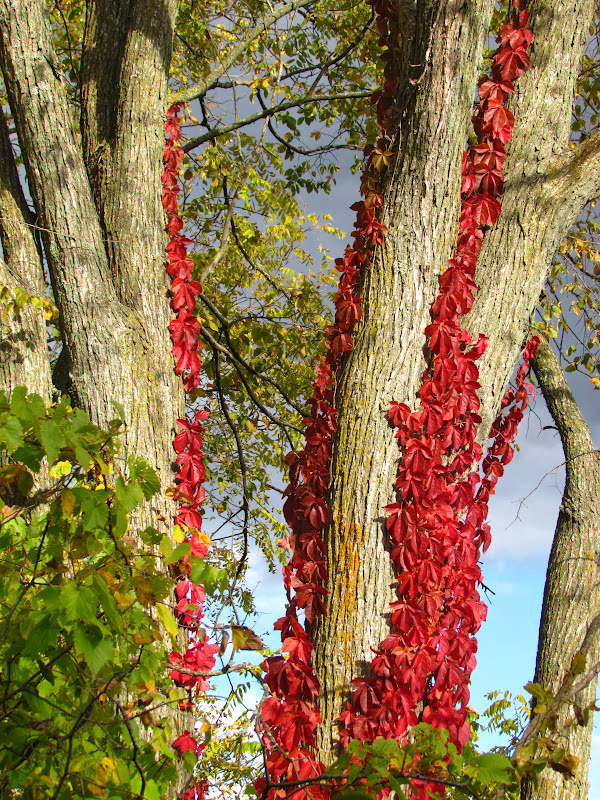The Oakland Press Blogs: Earth's Almanac: Virginia Creeper: Tree ...