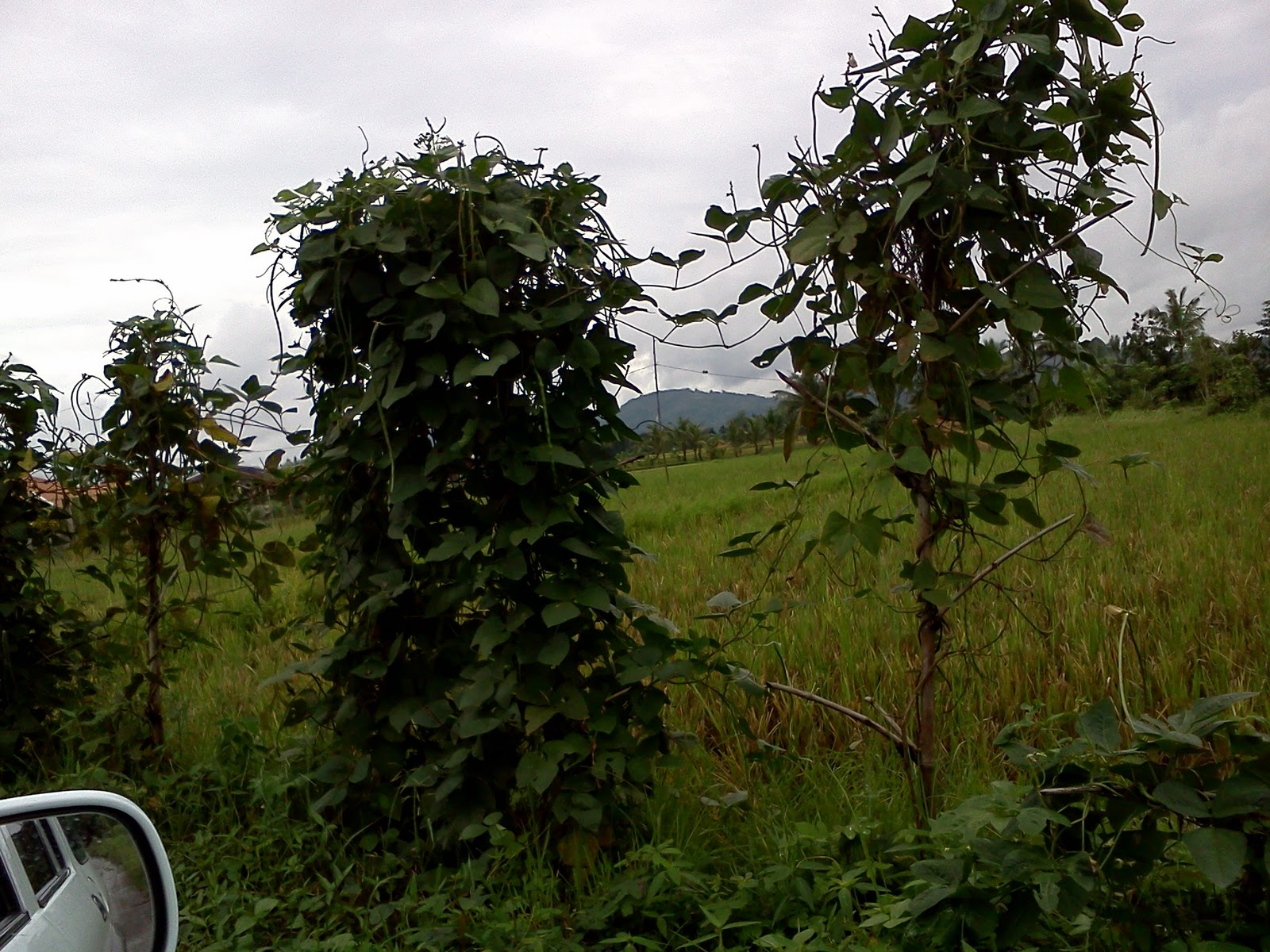 SIMPLY BUSINESS: MODELING RICE-BASED INTEGRATED FARMING SYSTEMS IN ILOILO