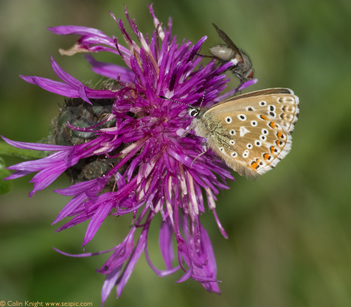 Postcards from Sussex: August 2012