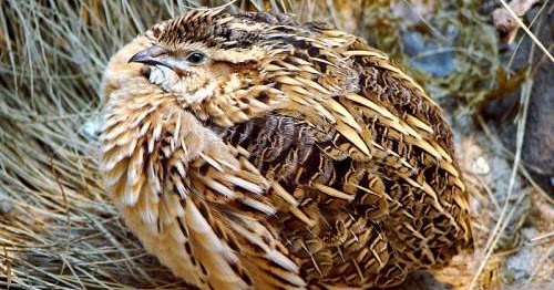 Common quail | Birds of India | Bird World