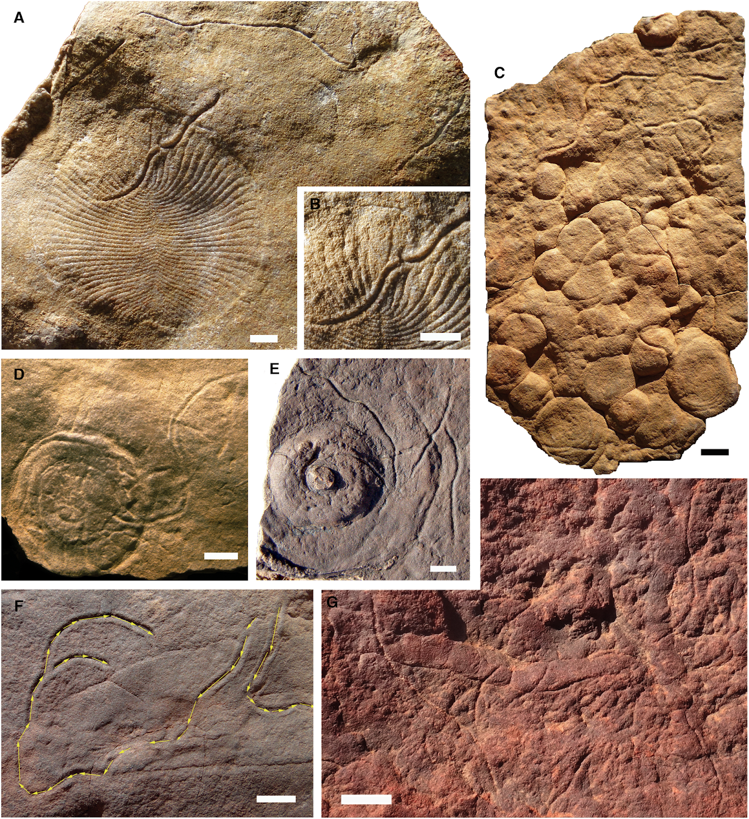 Sciency Thoughts: Ediacaran trace fossils suggest that scavenging ...