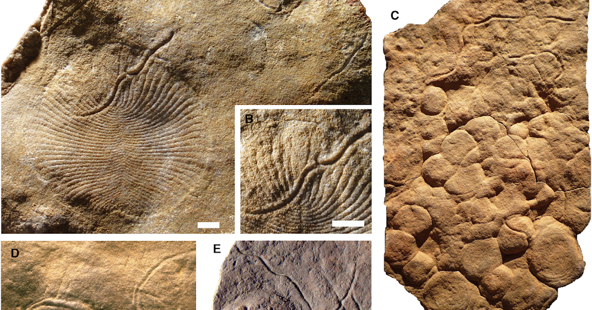 Sciency Thoughts: Ediacaran trace fossils suggest that scavenging ...